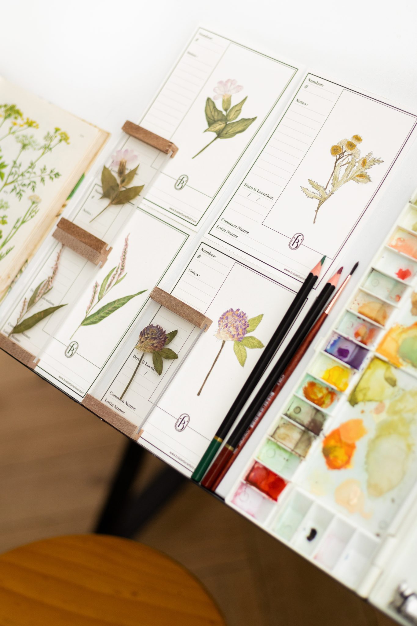 Botanical Specimen Cards - Bolster & Benefield